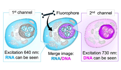 Simultaneous Imaging of Intracellular DNA and RNA Using Harmless Light ...